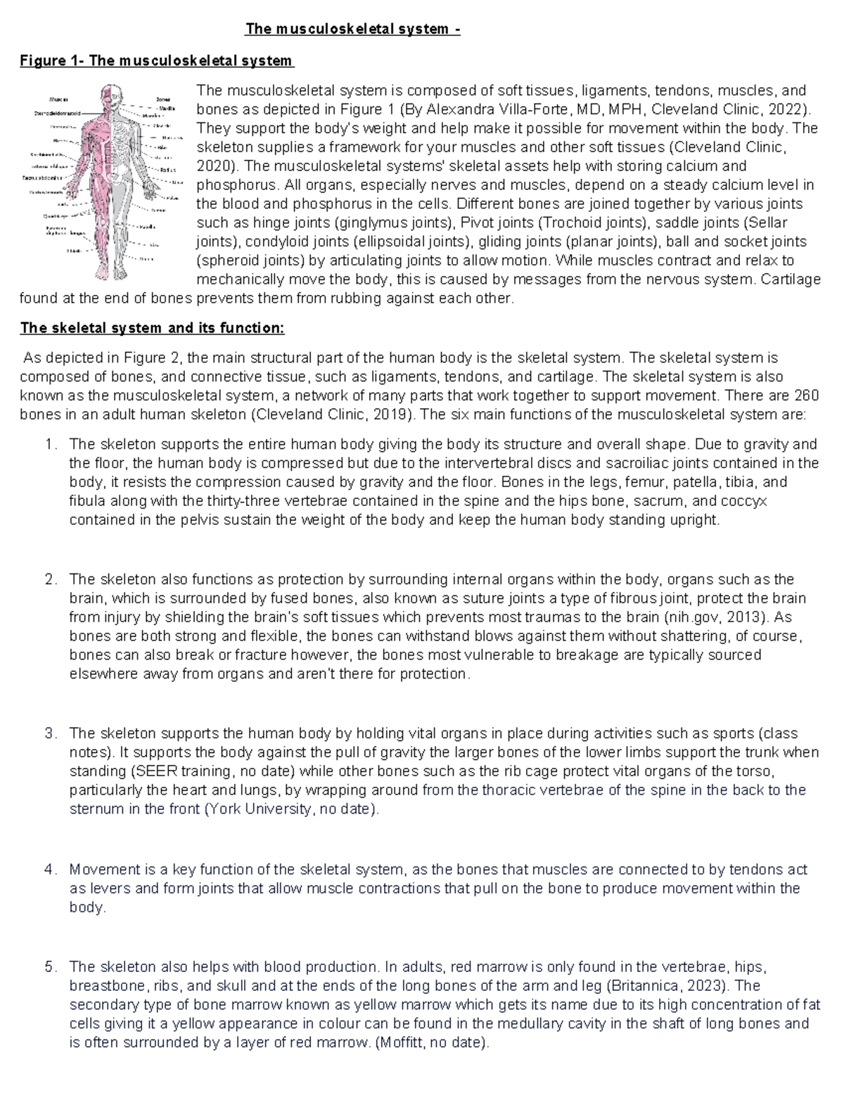 Musculoskeletal system - They support the body’s weight and help make ...