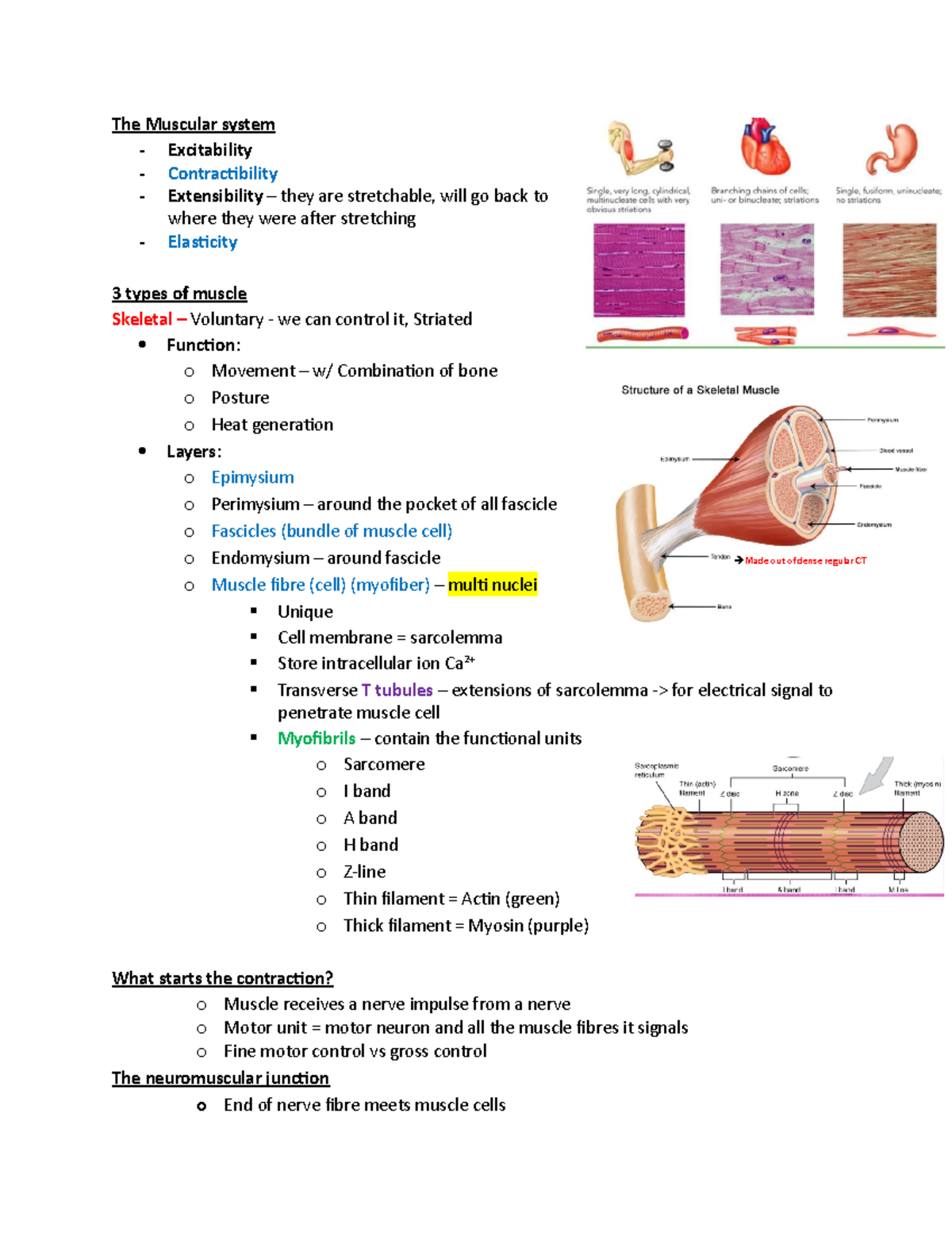 L7 Muscular system - The Muscular system - Excitability ...