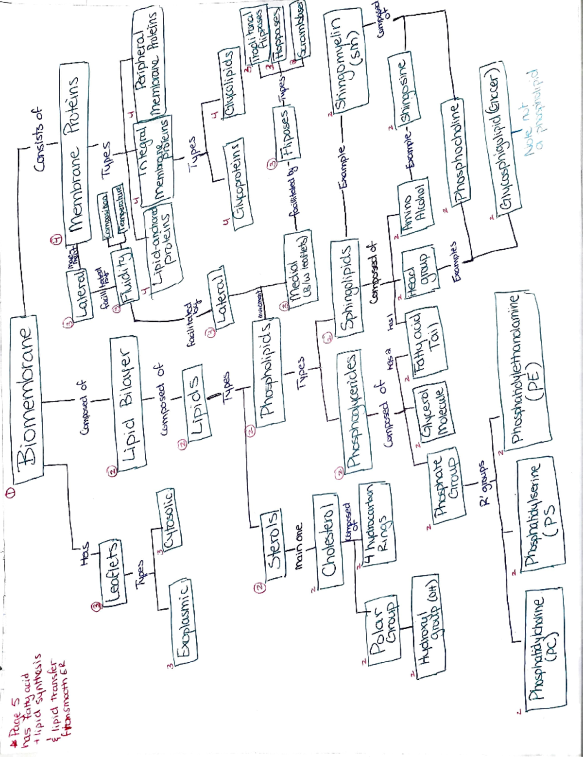 Chapter 7: Biomembranes - BIOL 2P03 - Studocu