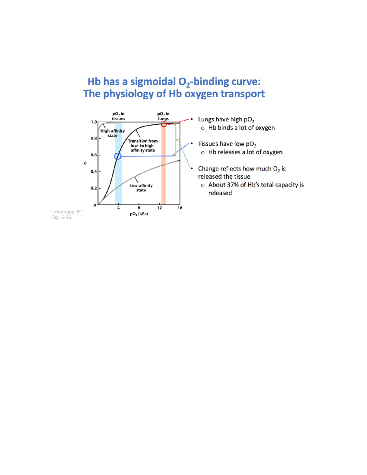 Hb and O2 binding curve - Hb has a sigmoidal curve: The physiology of ...