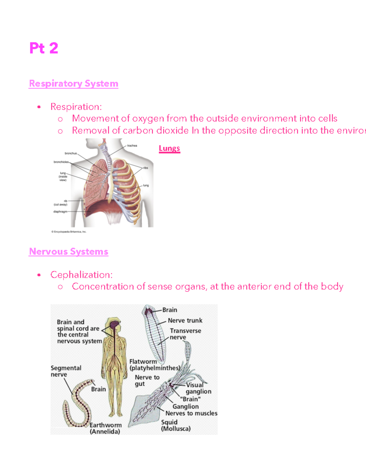 Pt 2 - lab note continued - Pt 2 Respiratory System Respiration ...