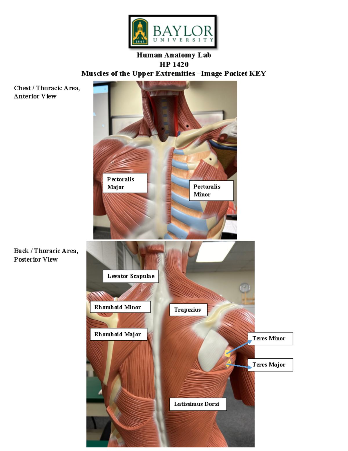 Upper Extremities Image Packet - KEY - Human Anatomy Lab HP 1420 ...