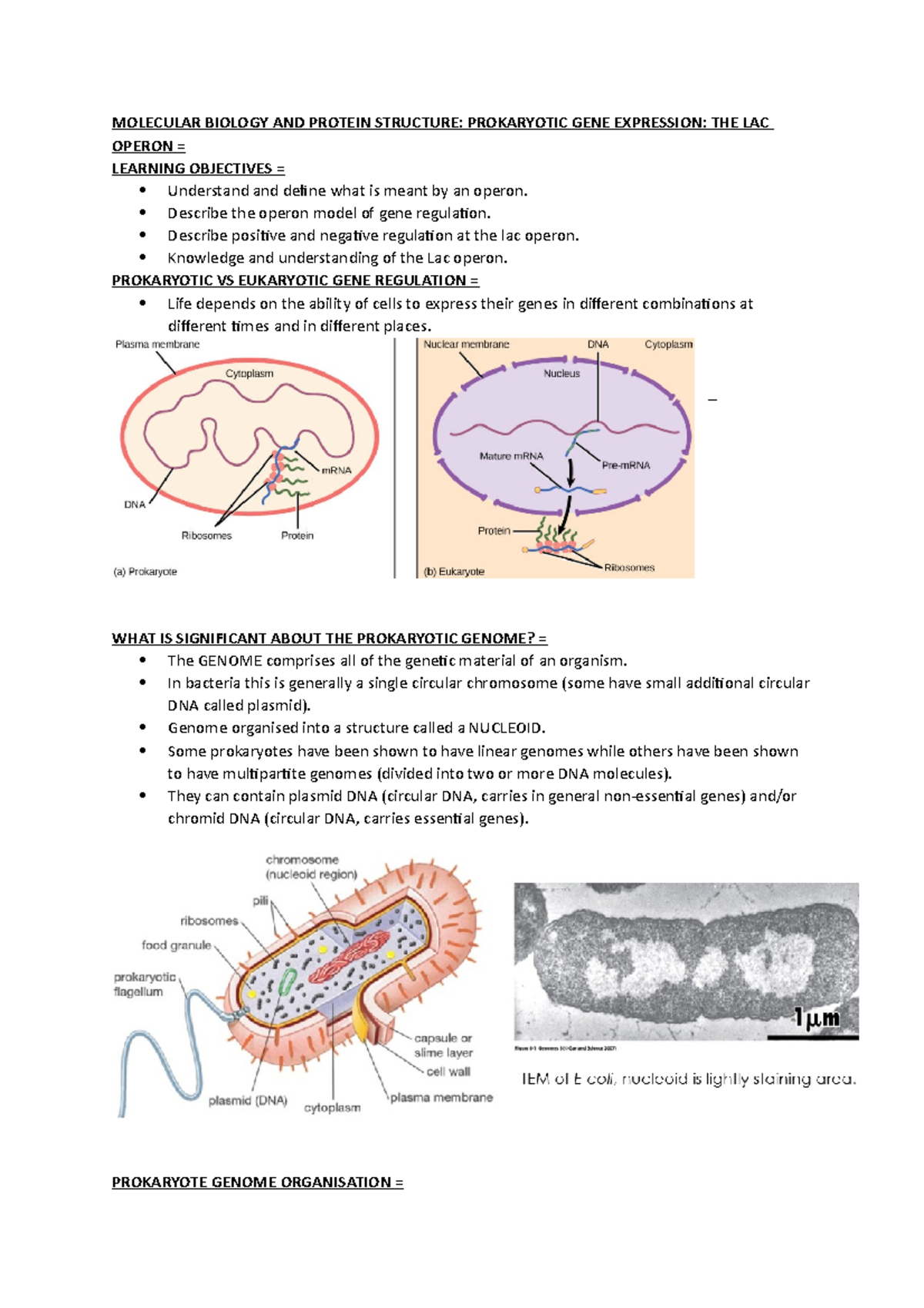 Prokaryotic gene expression - the lac operon - MOLECULAR BIOLOGY AND ...