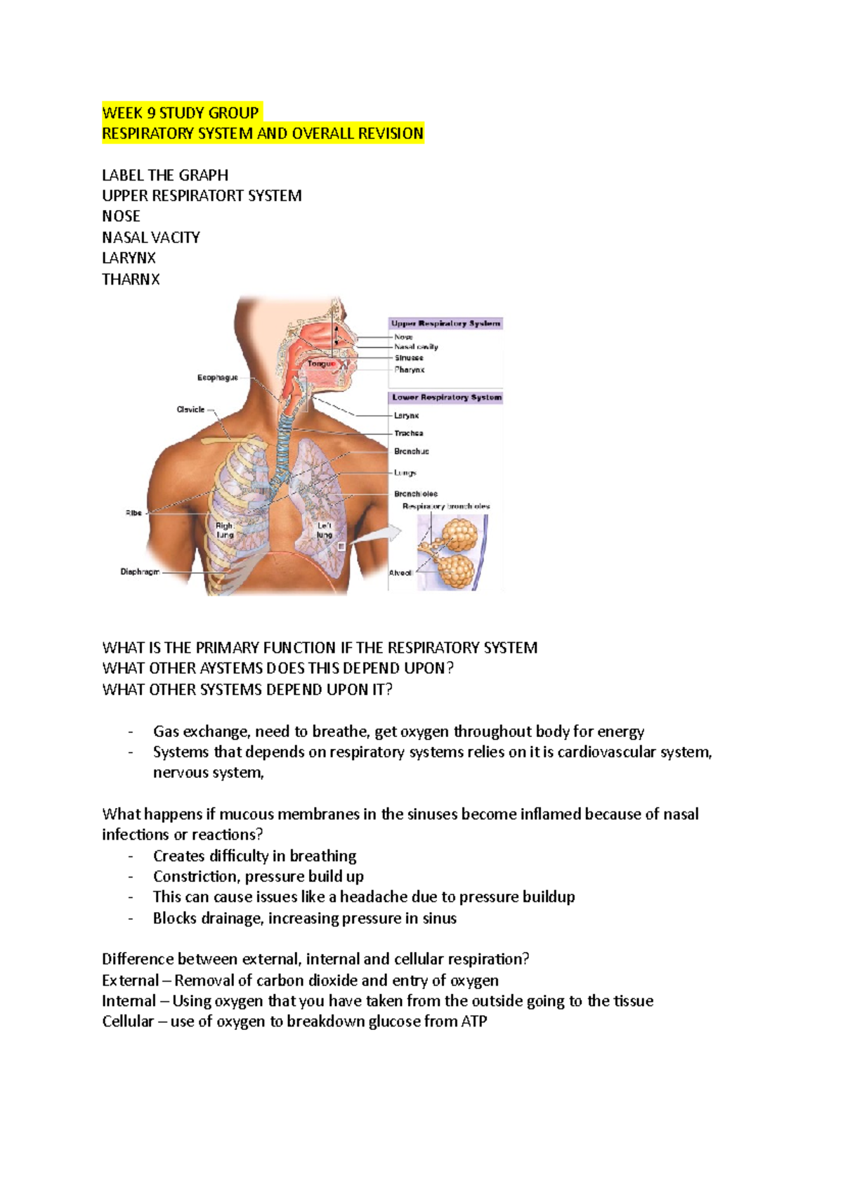 BIO Study Group - notes - WEEK 9 STUDY GROUP RESPIRATORY SYSTEM AND ...