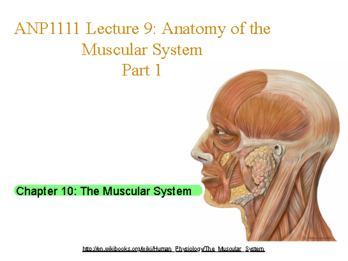 ANP1111 Lecture 9 Muscles Part 1 - ANP1111 Lecture 9: Anatomy of the ...