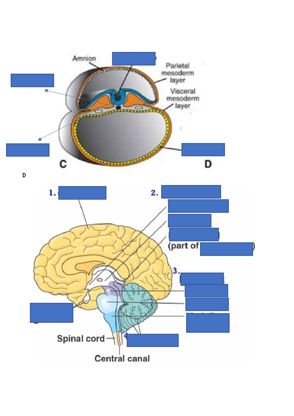 Diagrams anat 20006 - red axons ___________ axons... blue axons ...