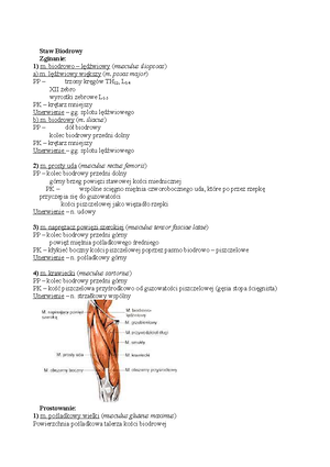 Splot ramienny - anatomia prawidłowa - Studocu