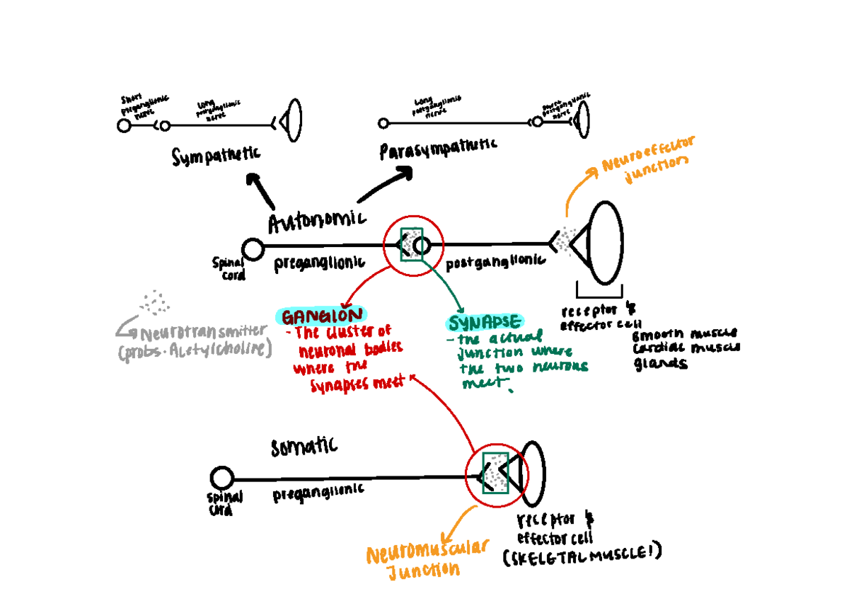 Autonomic Nerves Drawing - p¥¥ang /ionic ¥anÑ°n " g9angiioni ' nerve sy ...