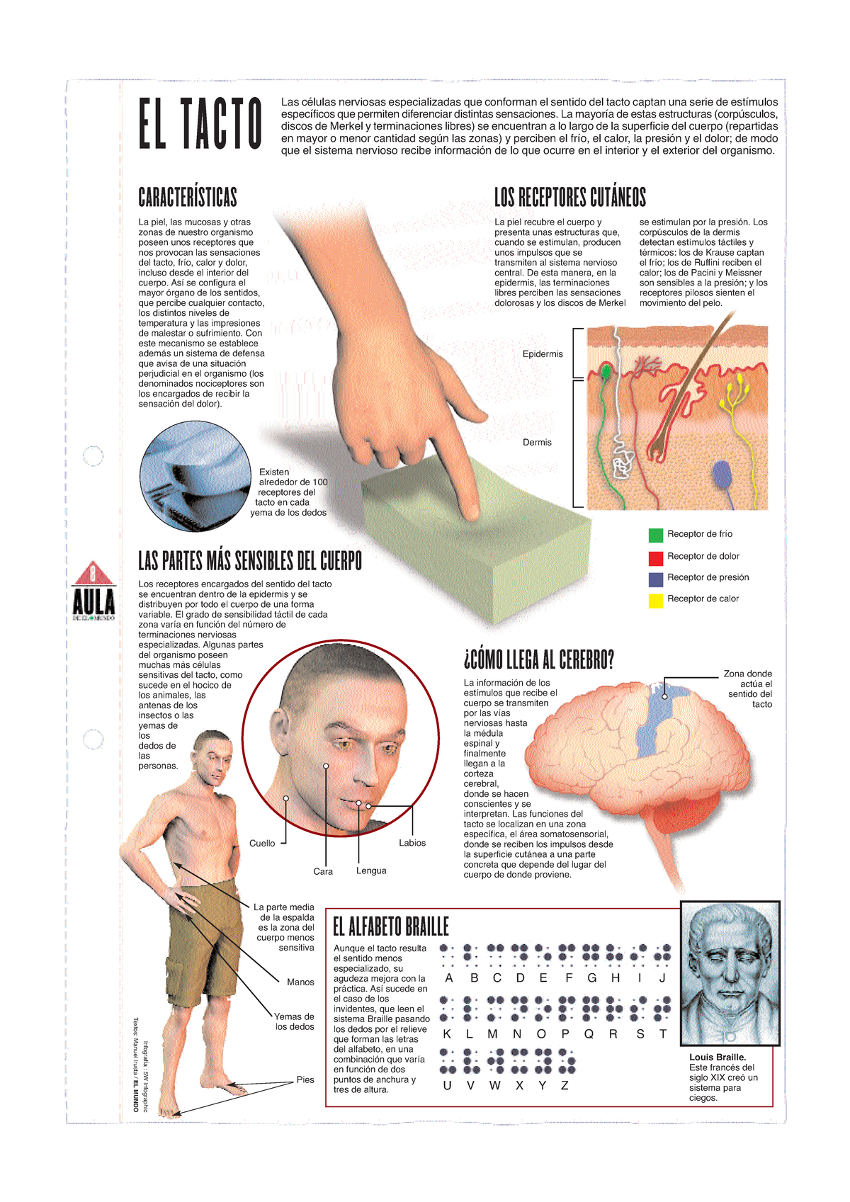 Tacto - Dibujo piel - Los receptores encargados del sentido del tacto ...