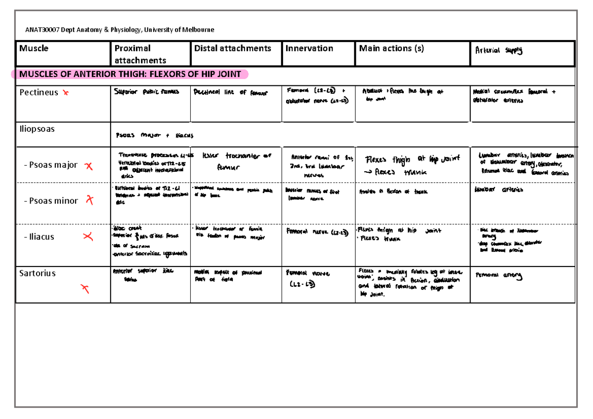 ANAT30007+lower+limb+attachment+table - Muscle Proximal attachments ...
