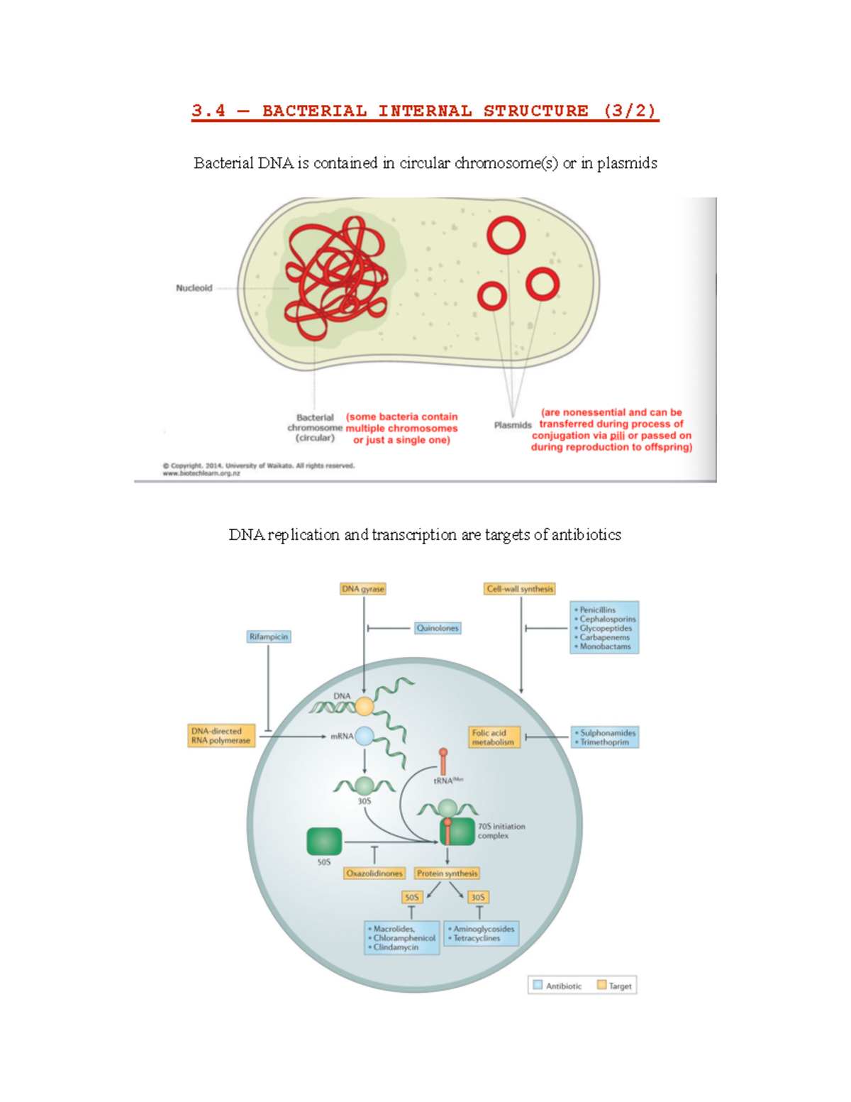 Biology 210 Lecture Chapter 3 - 3 — BACTERIAL INTERNAL STRUCTURE (3/2 ...