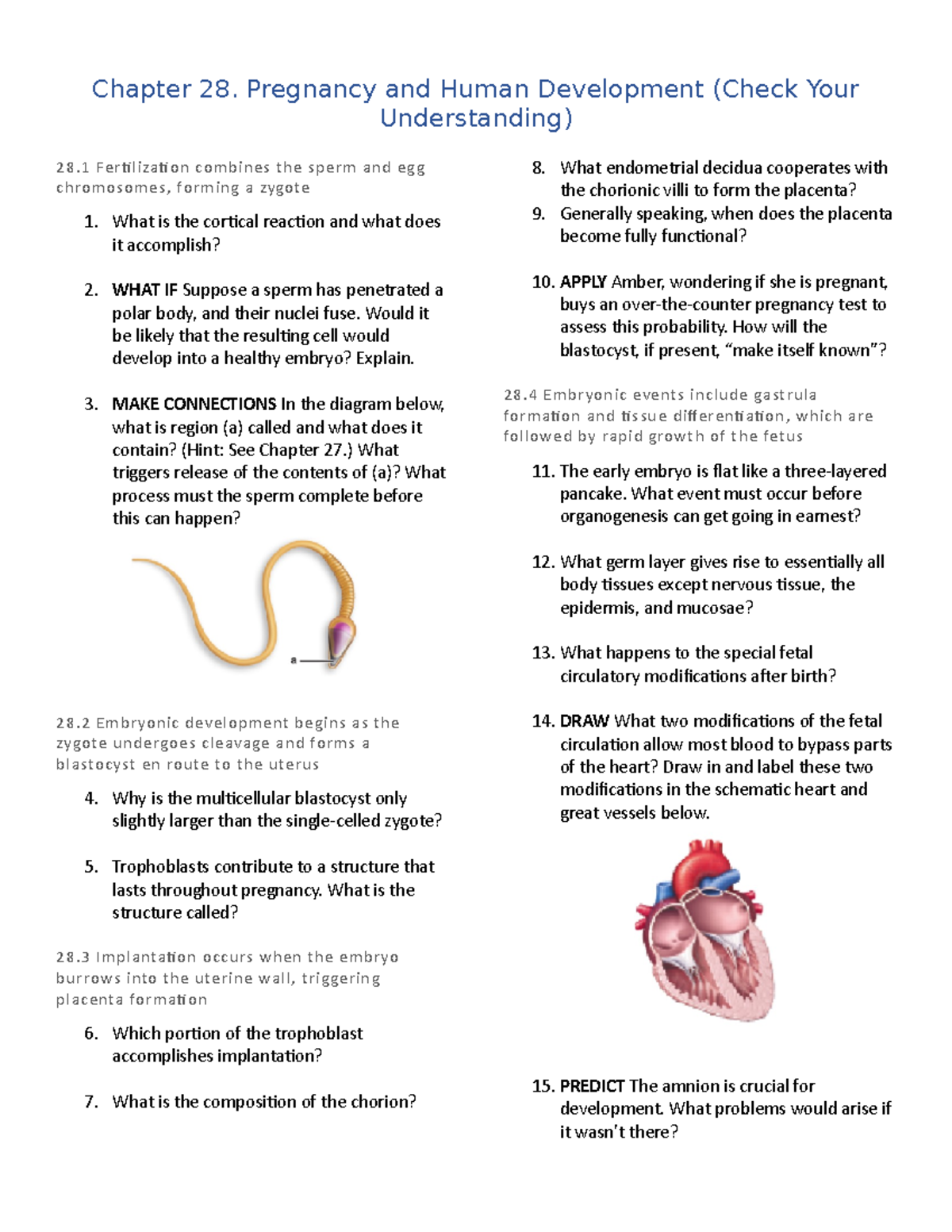 Chapter 28. (Check Your Understanding) - Chapter 28. Pregnancy and ...
