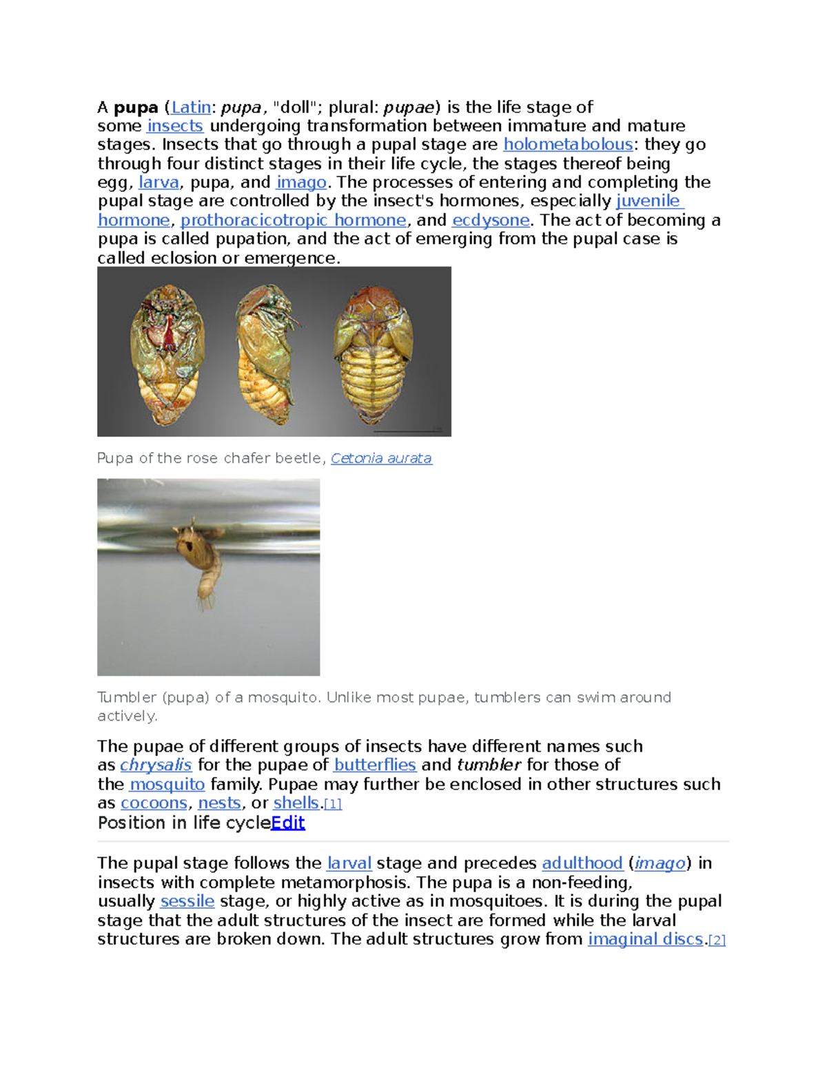 AA SIX - How would you know how would they know - A pupa (Latin: pupa ...