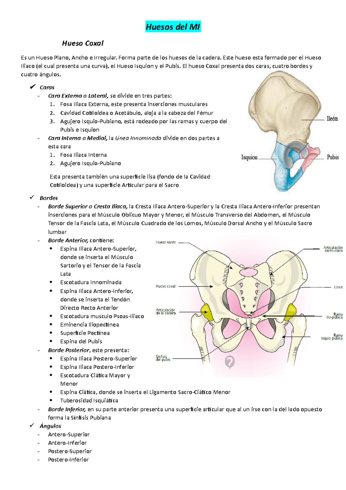 Resumen Anatomicos Descriptivos de Huesos de Miembros Inferiores del ...