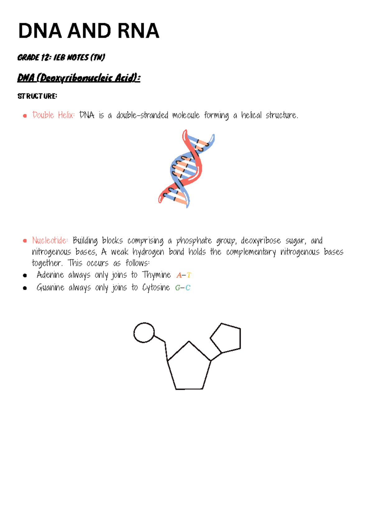 DNA AND RNA - YEAR12 NOTES - DNA AND RNA GRADE 12: IEB NOTES (TN) DNA ...