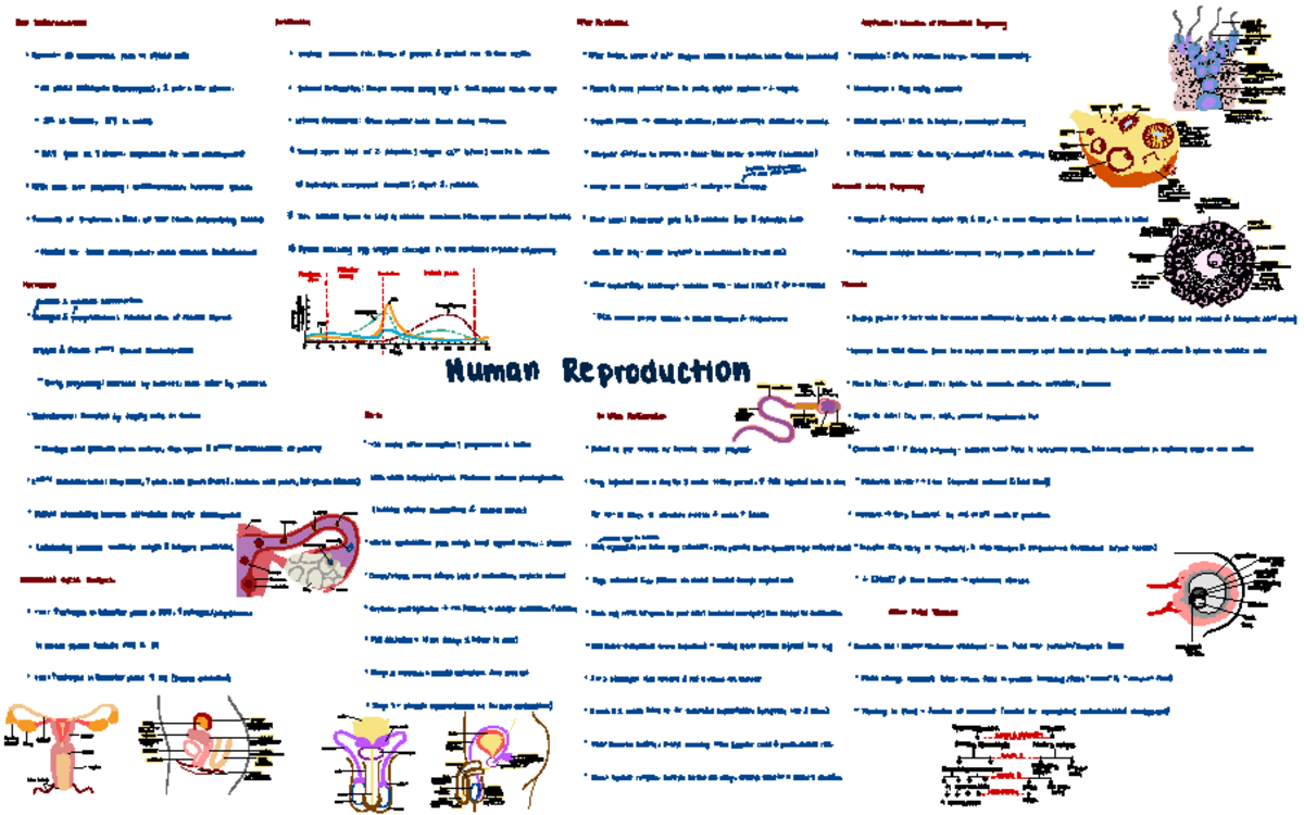 Human Reproduction One Page Summary - sex Determination Humans 23 ...