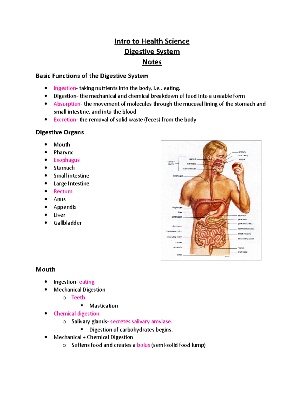 Digestive notes - Intro to Health Science Digestive System Notes Basic ...