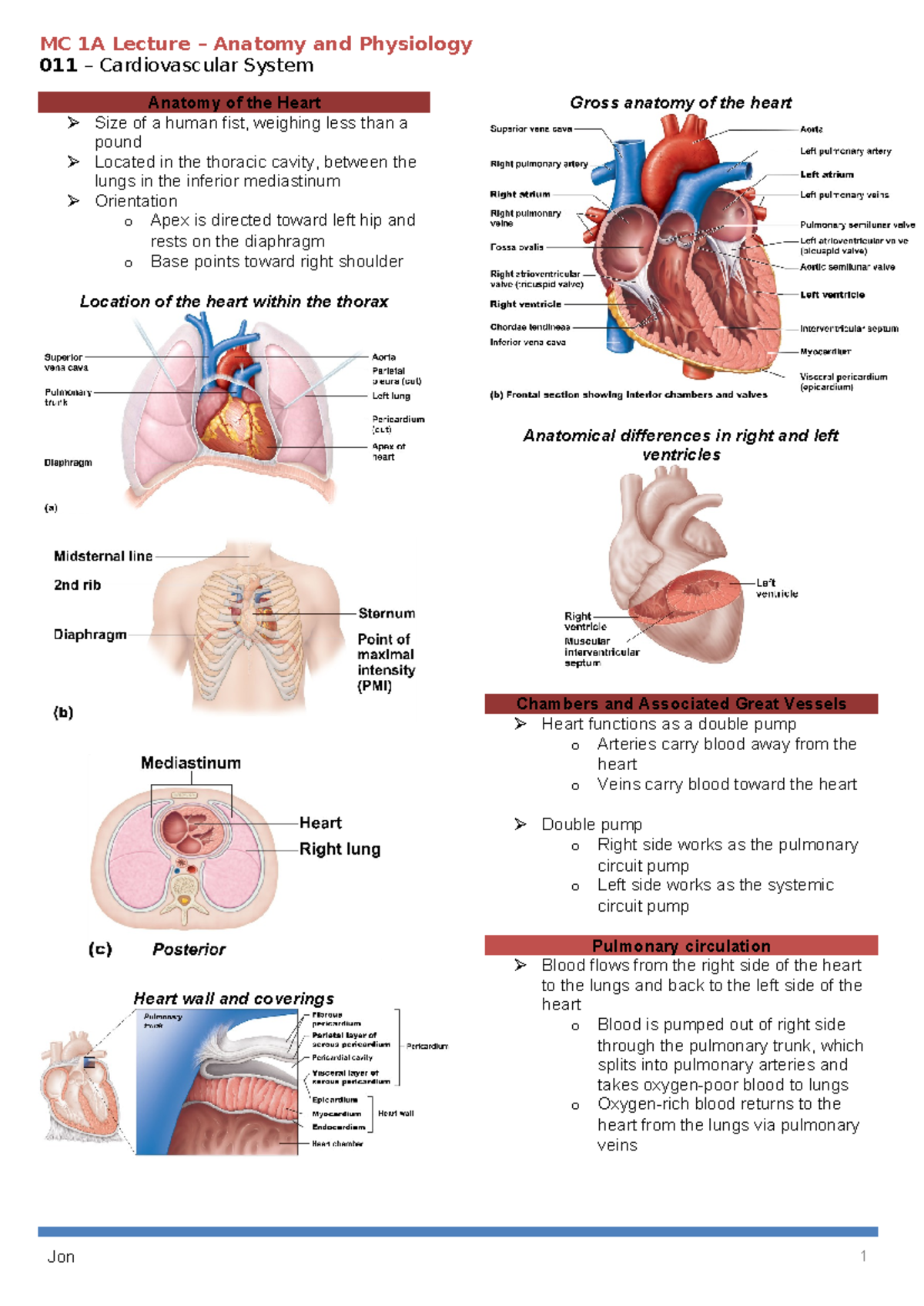 MC 1A 11 Cardiovascular System - 011 – Cardiovascular System Anatomy of ...