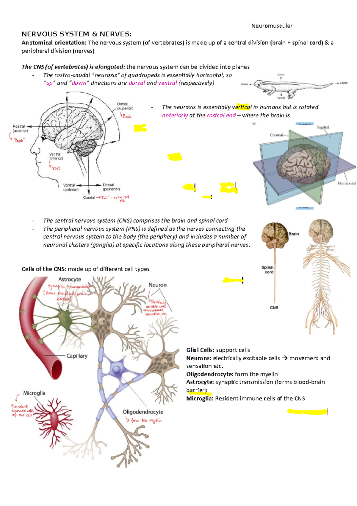 Neuromuscular Anatomy Lecture Notes - NERVOUS SYSTEM & NERVES ...