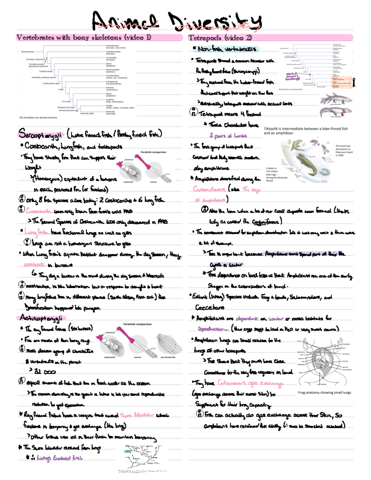 Week 9 Animal Diversity Section 3 (ch. 27,28 - Vertebrates with bony ...