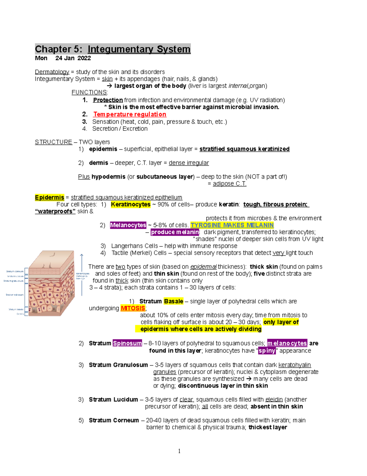 CH.4 Anatomy - Notes about the Integumentary system - Chapter 5 ...