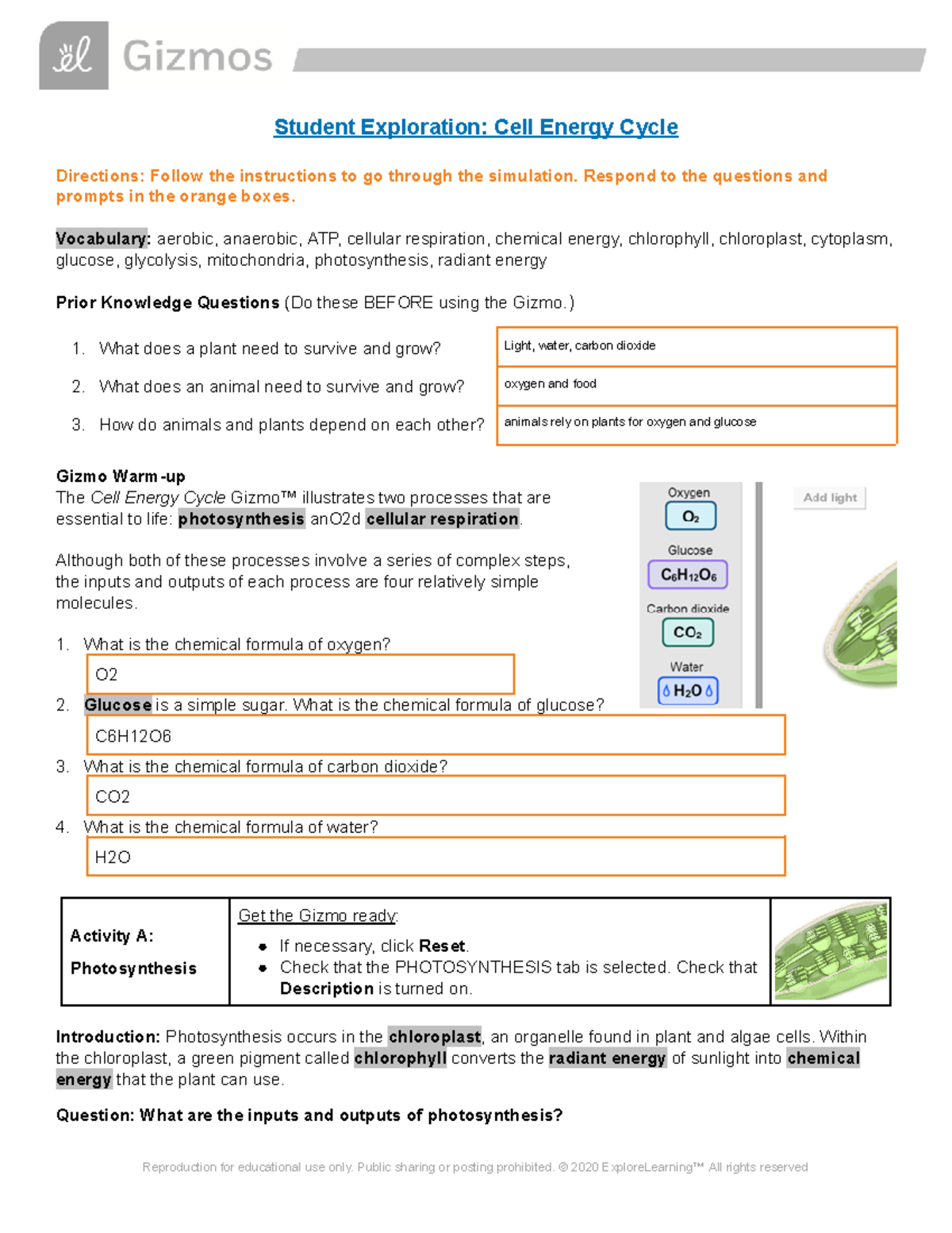 Leonardo Siniora - Gizmos Cell Energy - 18319494 - Student Exploration ...