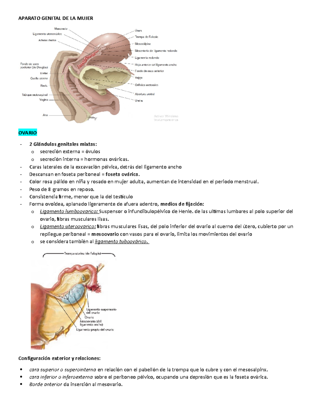 Aparato Genital DE LA Mujer - APARATO GENITAL DE LA MUJER OVARIO 2 ...