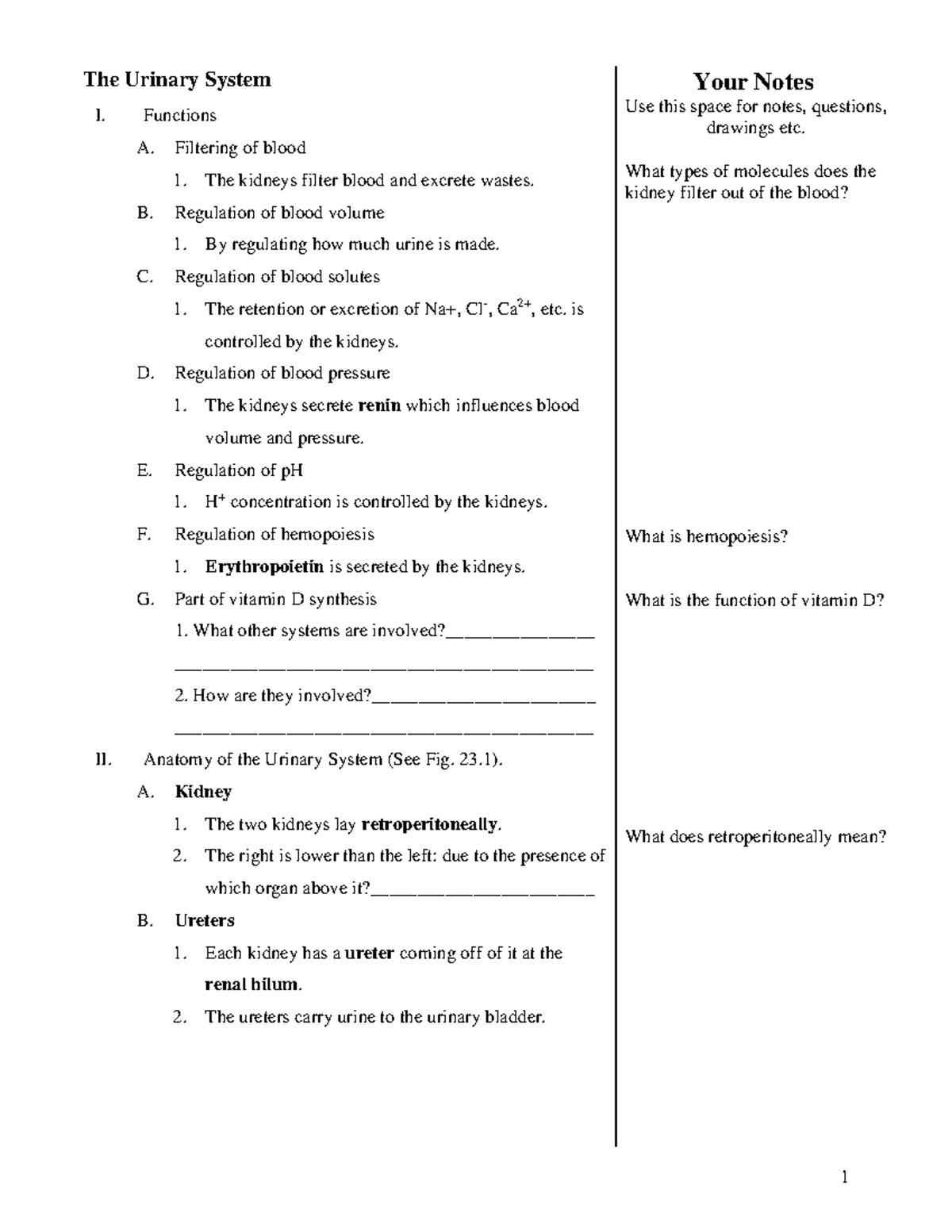 The Urinary System handout - The Urinary System I. Functions A ...