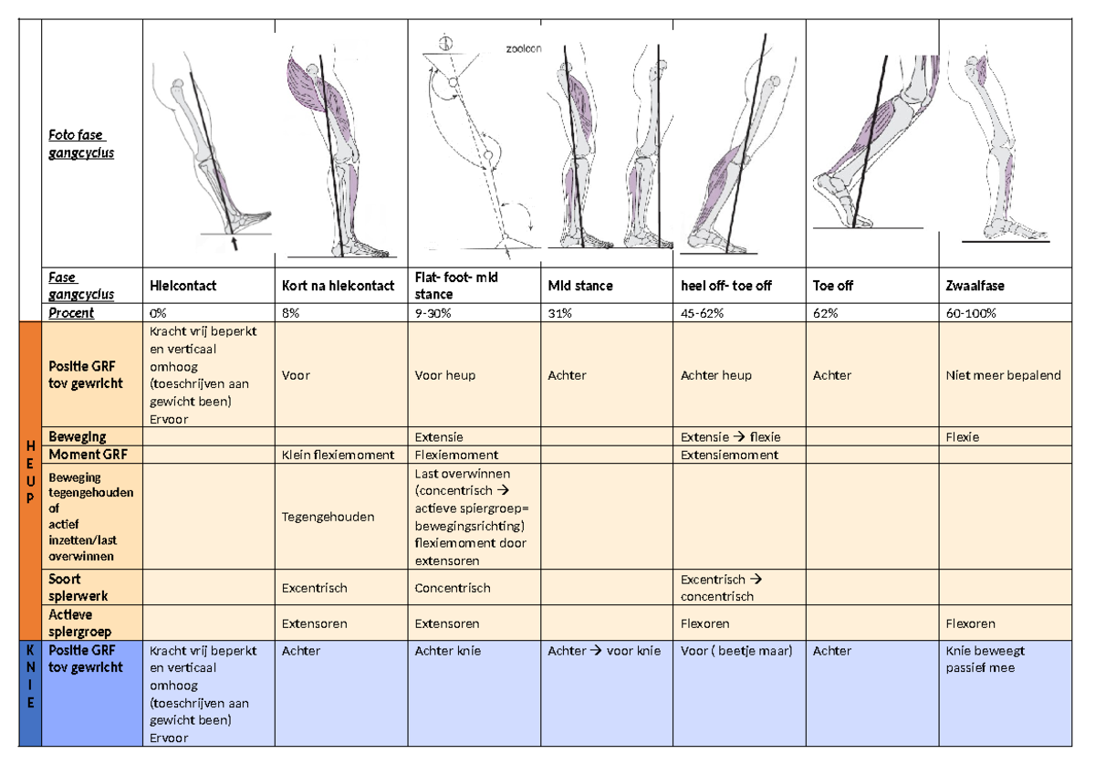 GRF en per fase gangcyclus afgeprint mama - Foto fase gangcyclus Fase ...