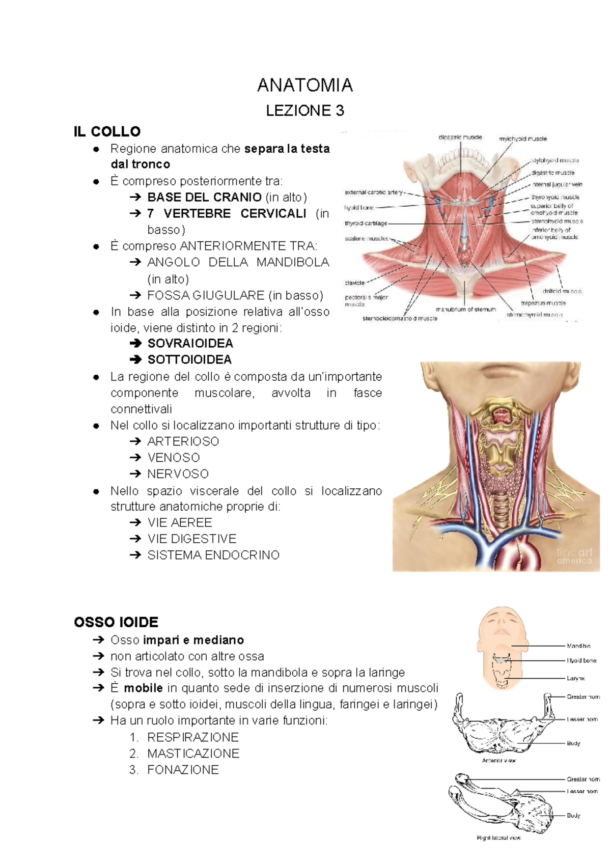 Anatomia 3 - ANATOMIA LEZIONE 3 IL COLLO Regione anatomica che separa ...