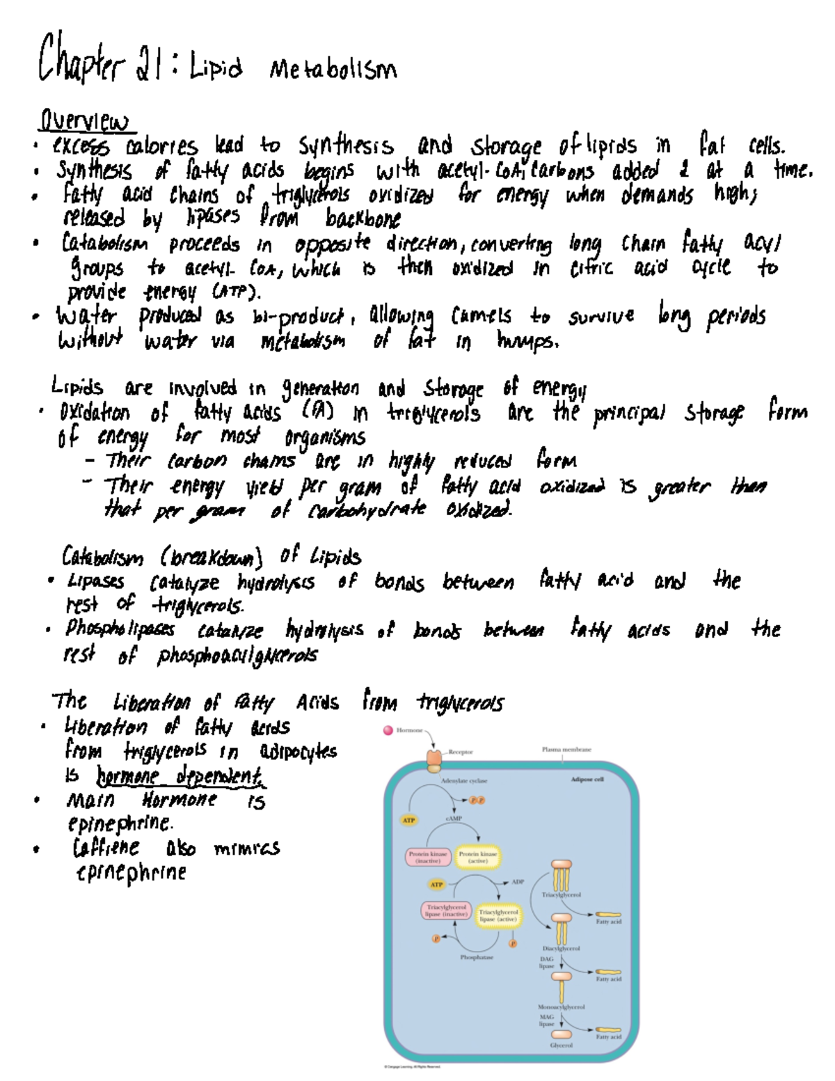Chapter 21 - Lecture notes 21 - CHEM 451 - EMU - Studocu
