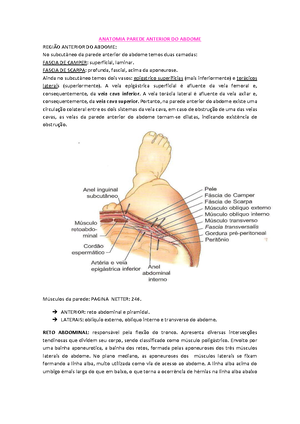 Resumo Anatomia Parede DO Abdome - StuDocu