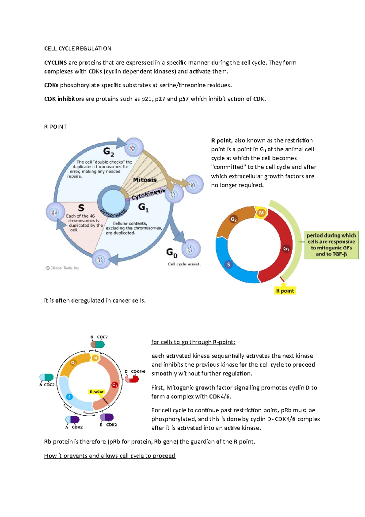 CELL Cycle Regulation - CELL CYCLE REGULATION CYCLINS are proteins that ...