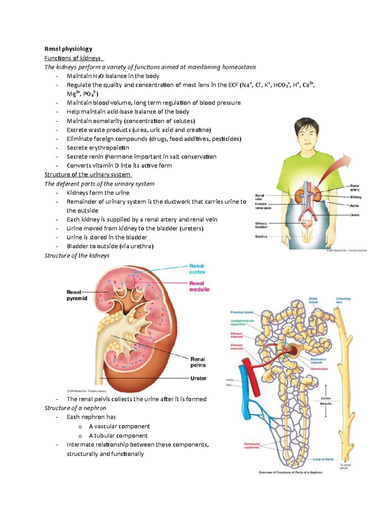 SLE221 Renal physiology - Renal physiology Functions of kidneys The ...