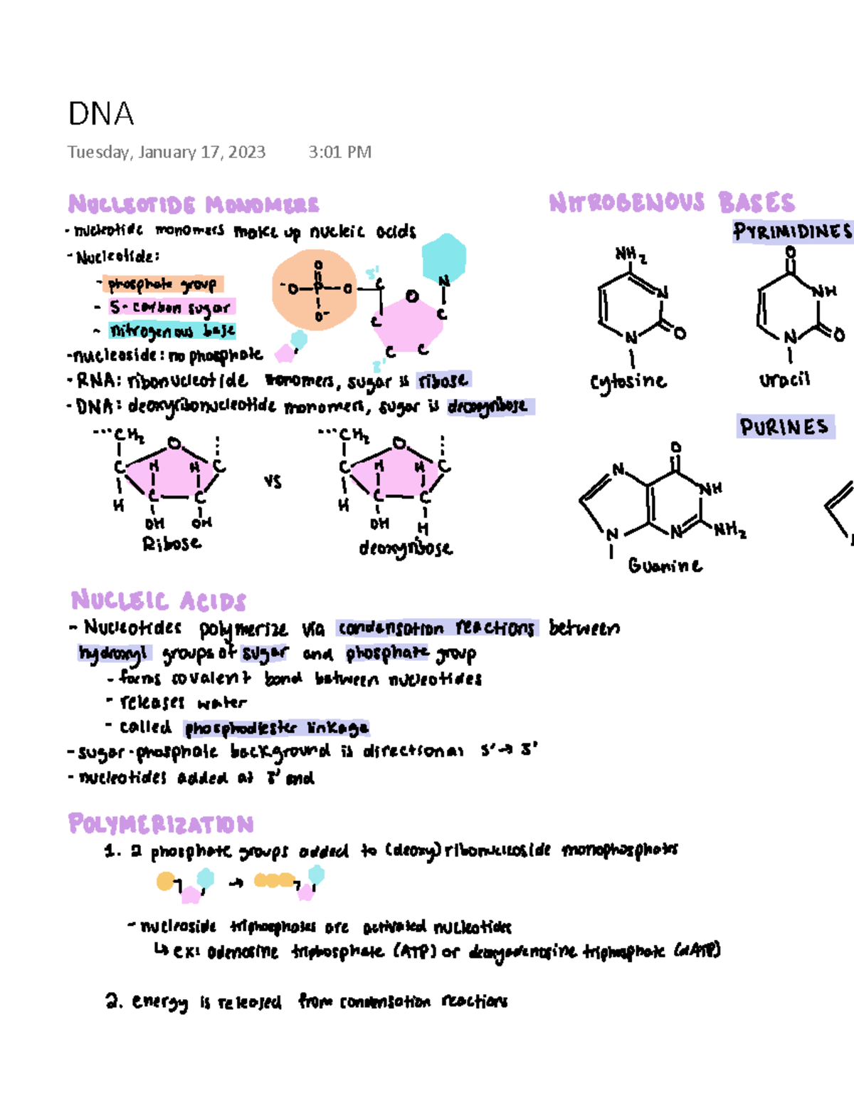 DNA - Notes about the structure and function of DNA including the ...