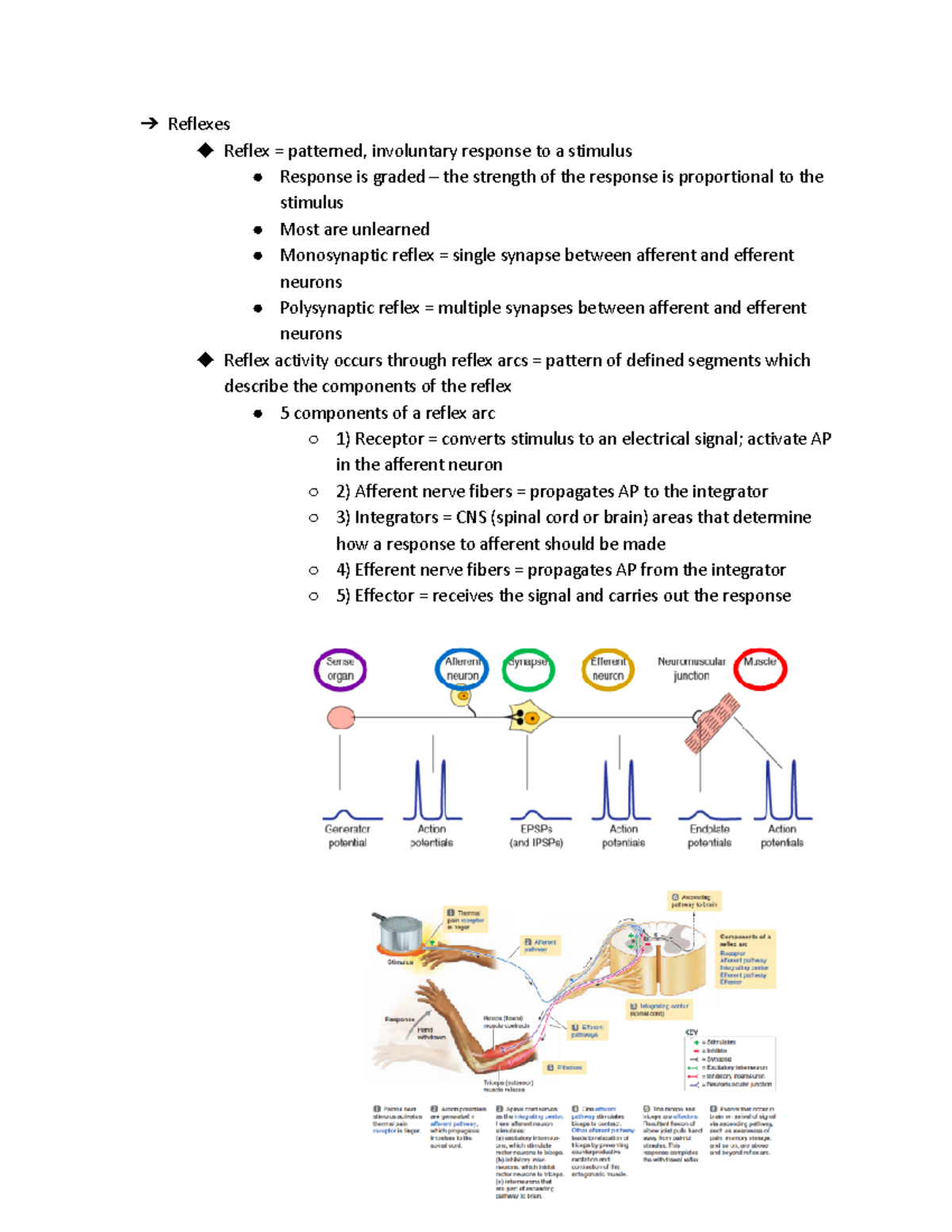 NPB101L Disc Lab 2 (Reflexes) - Reflexes Reflex = patterned ...