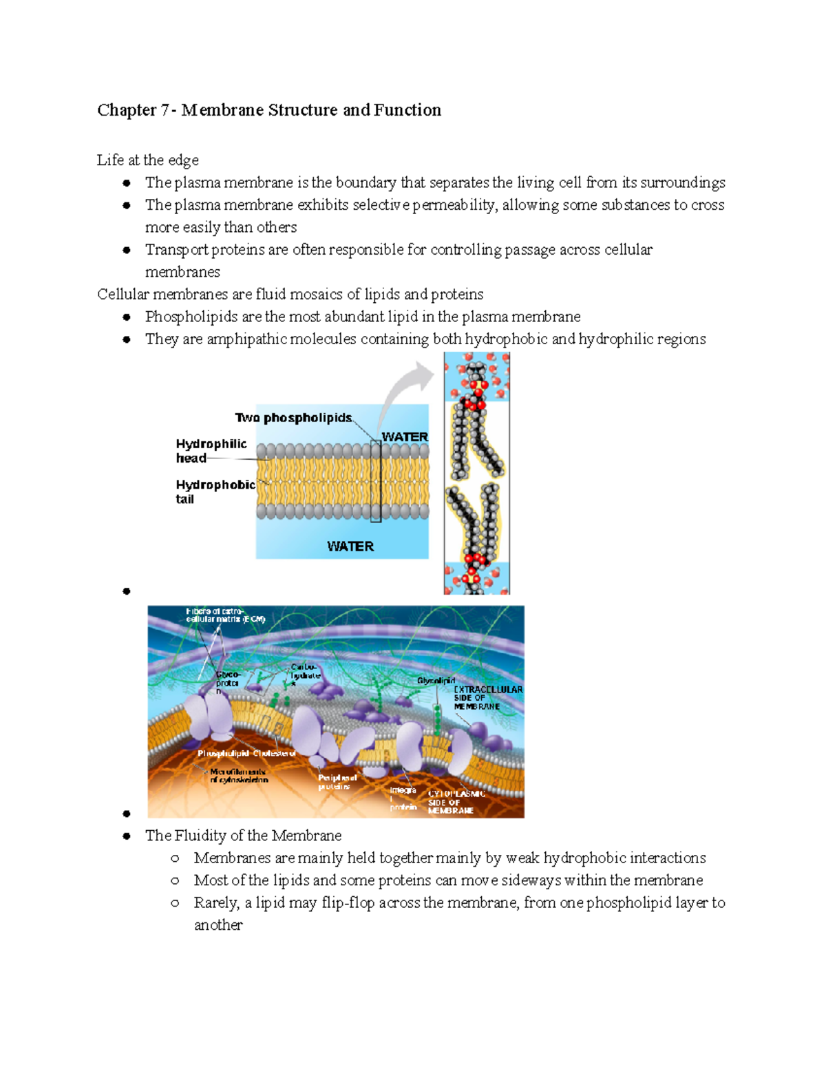 Chapter 7 Lecture Notes Intro Bio - Chapter 7- Membrane Structure and ...