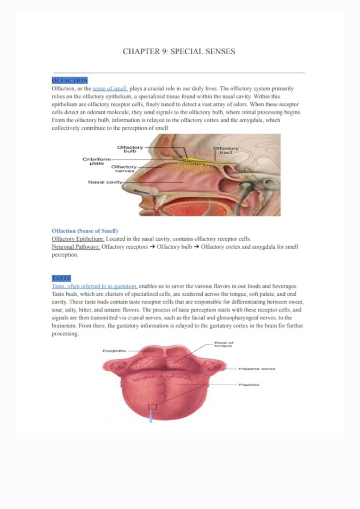 Special Senses 241124 204413 - CHAPTER 9: SPECIAL SENSES OLFACTION ...