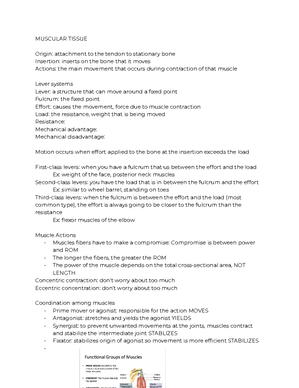 Muscle Video CH 11 - MUSCULAR TISSUE Origin: attachment to the tendon ...