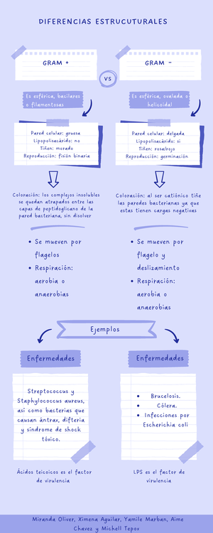 Anatomía clínica medio término - Guía Anatomía Clínica Medio Término ...