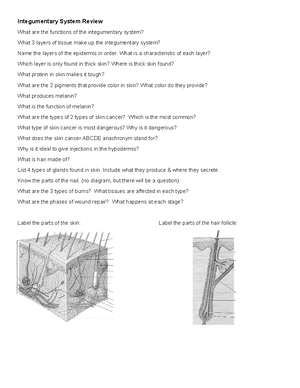 Integumentary System Worksheet - Integumentary Worksheet Name: Multiple ...