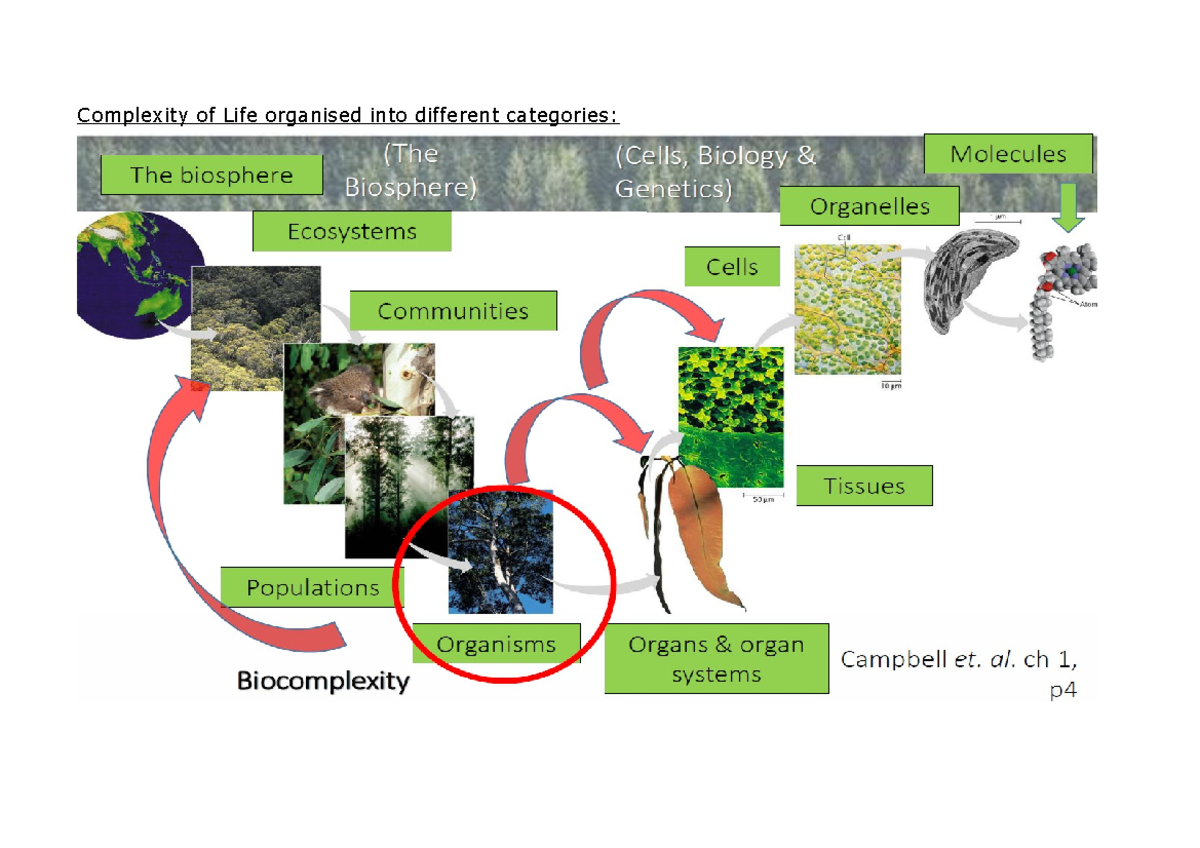 Week 2 Lecture 2 - Compressed notes - Complexity of Life organised into ...