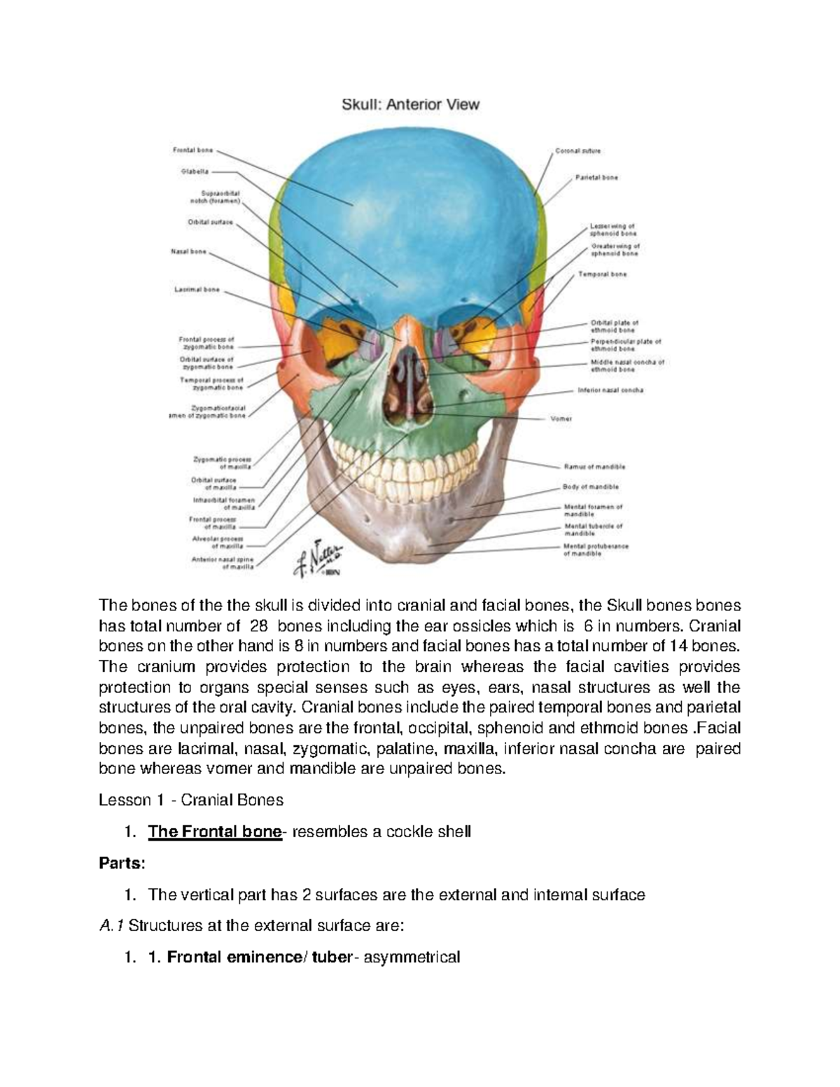 Cranial and facial bones - Cranial bones on the other hand is 8 in ...