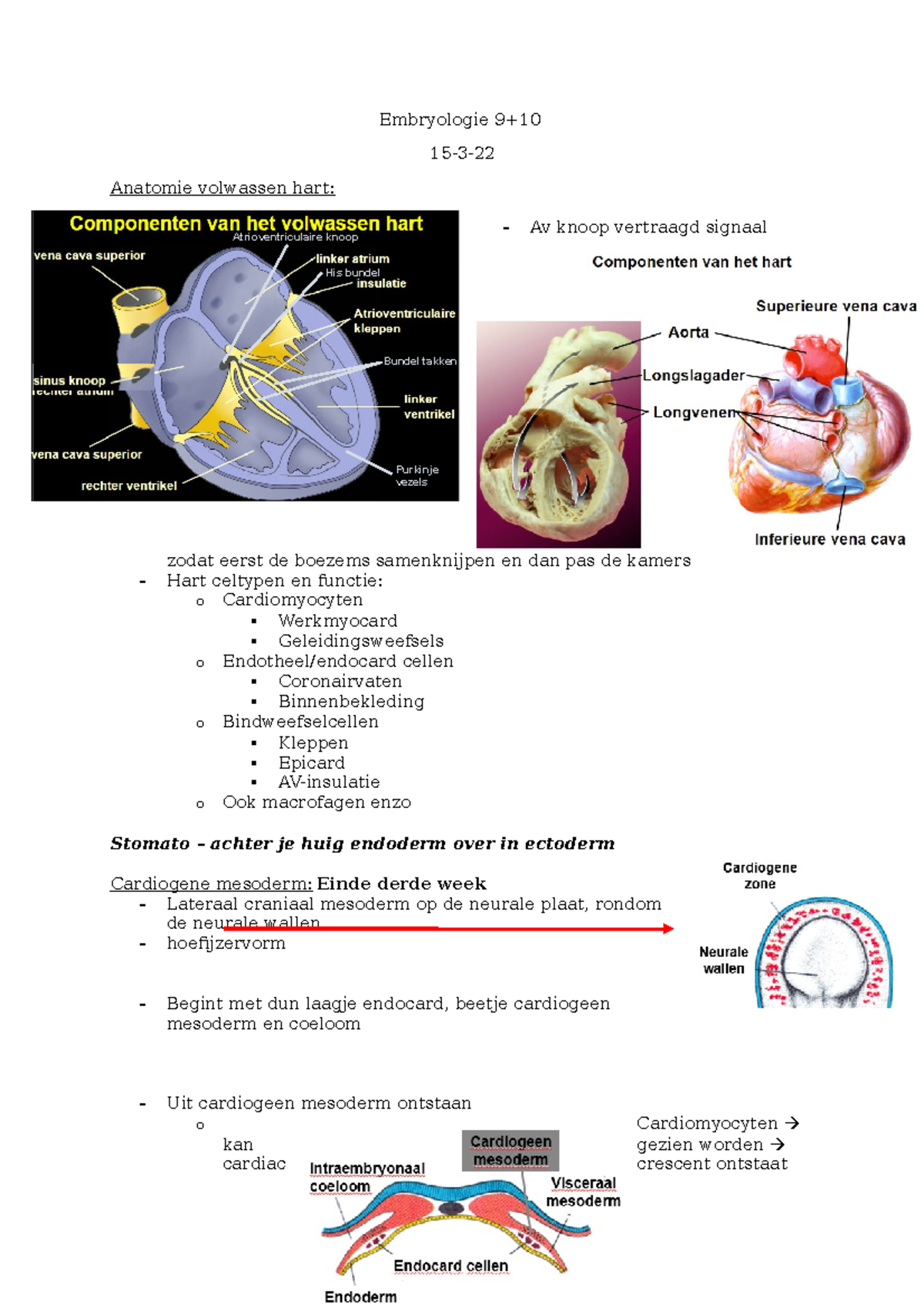 BMW embryologie HC 9 en10 - Embryologie 9+ 15-3- Anatomie volwassen ...