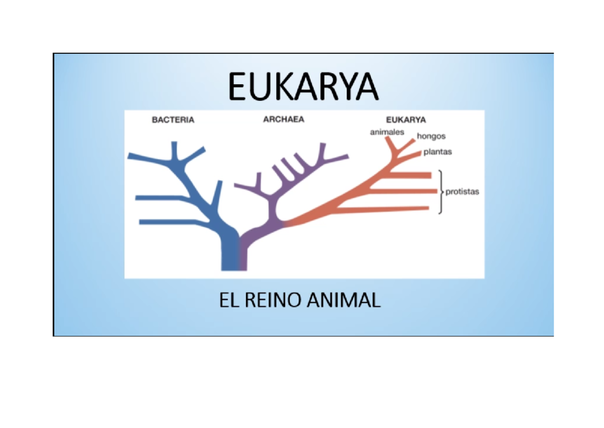 11 c - Resumen de materia de biología general - EUKARYA BACTERIA ARCHAEA EUKARYA animales hongos ...
