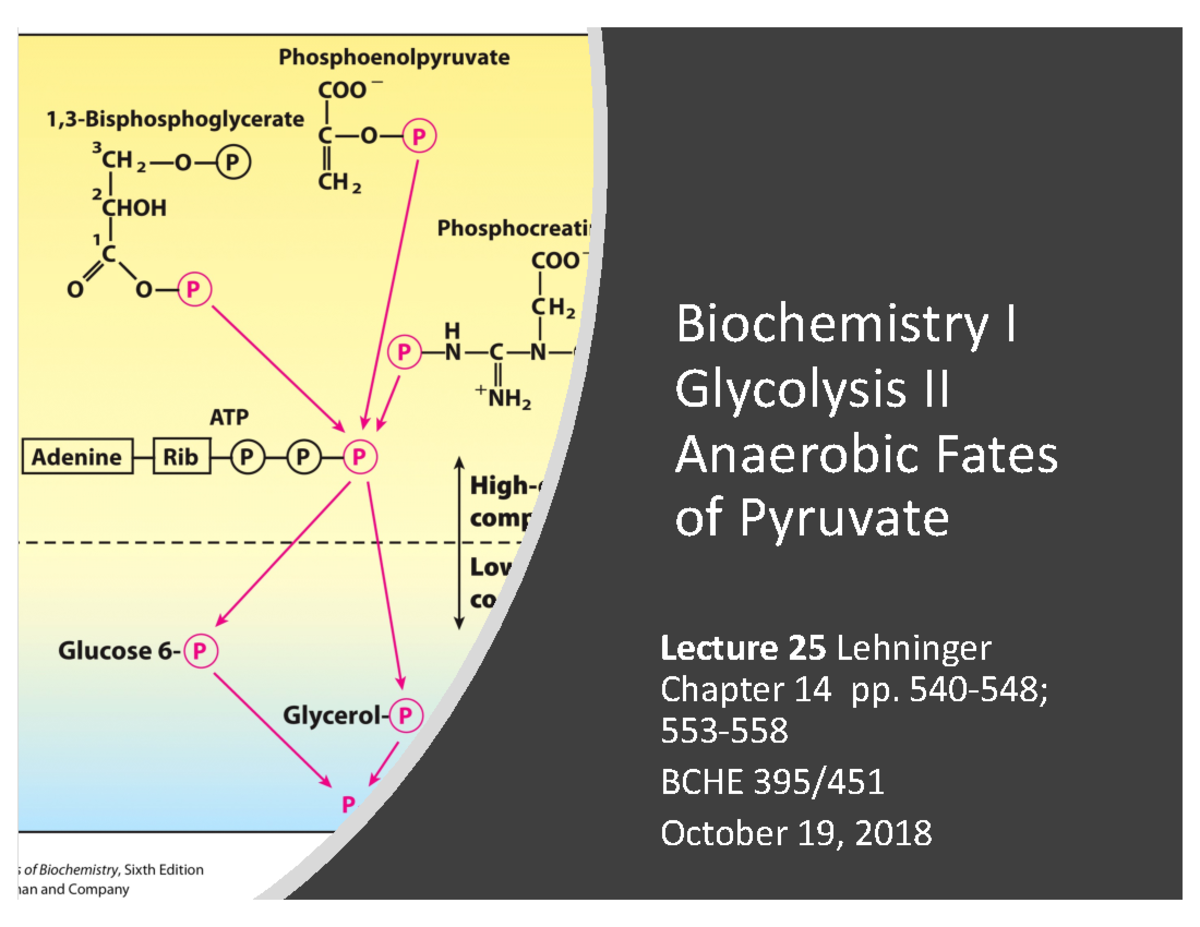 Anaerobic Fates of Pyruvate - Biochemistry I Glycolysis II Anaerobic ...