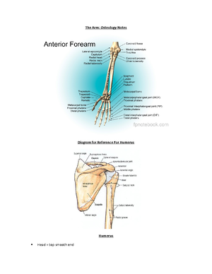 AANT311 Osteology: Teeth & Hyoid Notes and Diagrams - AANT311 : Adult ...