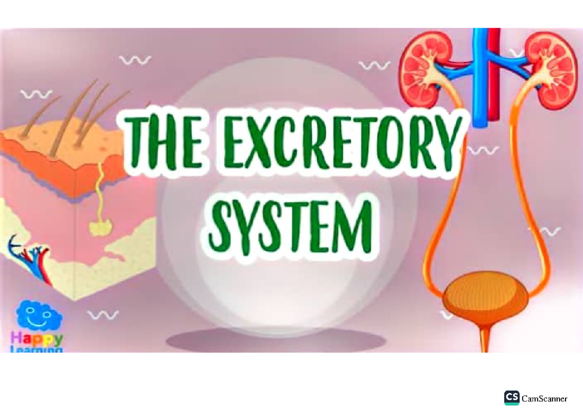 Excretory System: An In-Depth Look at Bodily Purification - W W W THE ...