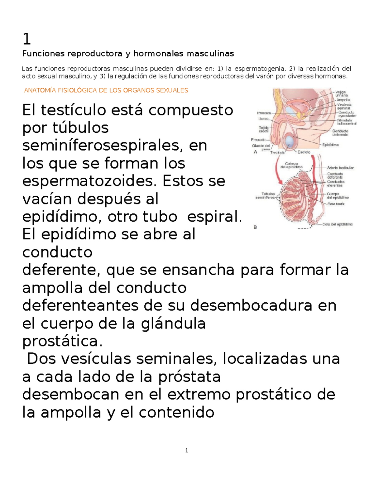 Reprod Masculino - emb - 1 Funciones reproductora y hormonales ...