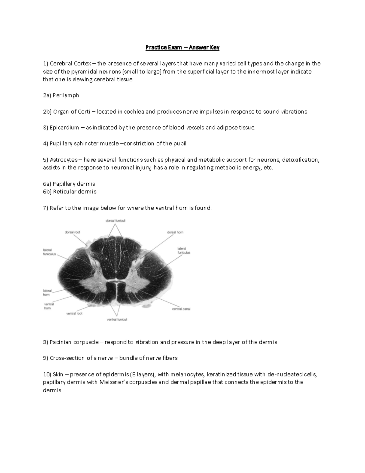 Practice Exam Answer Key - Practice Exam – Answer Key Cerebral Cortex ...